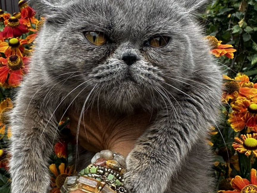 Британский котенок, 5 мес девочка