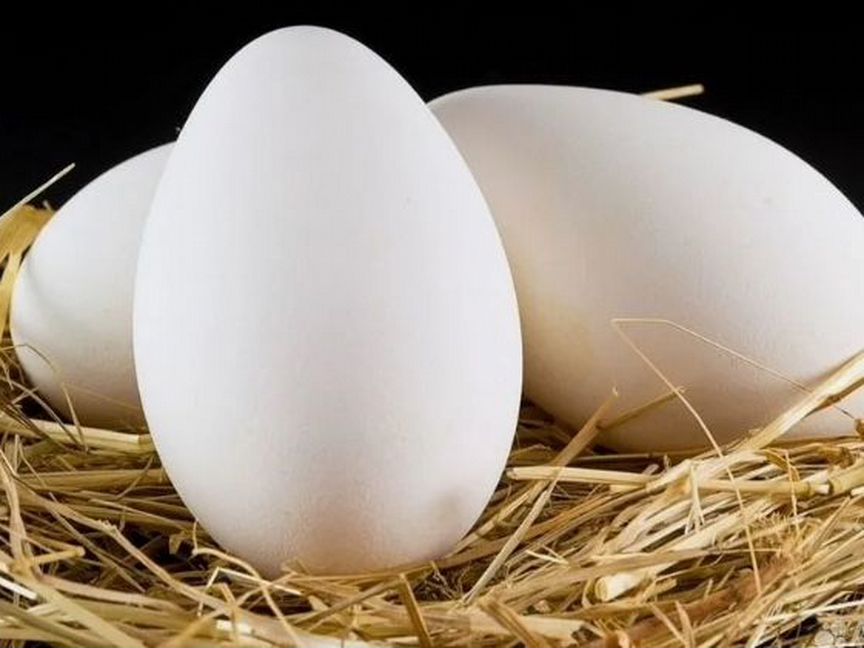 Инкубационное яйцо гусей