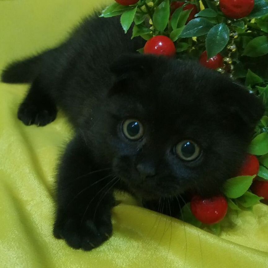 Шотландский котик