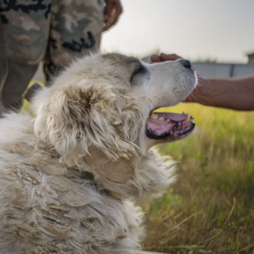 Потапыч в приюте ждёт семью
