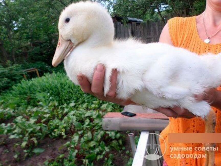 Утята стар 53 бройлеры подрощенные