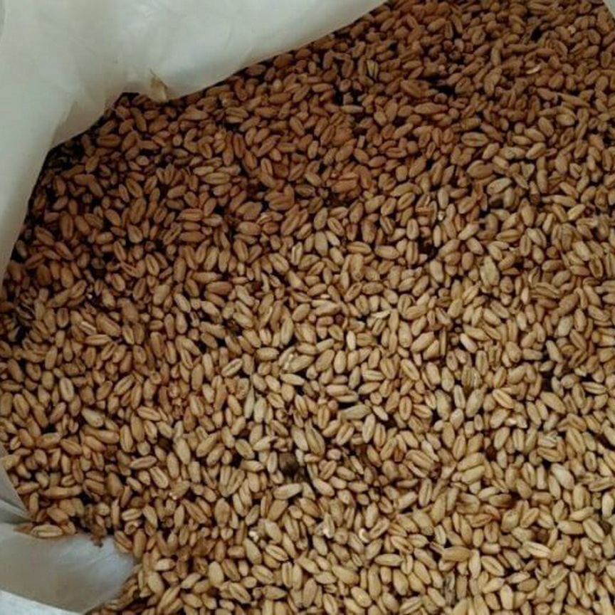 Пшеница в мешках