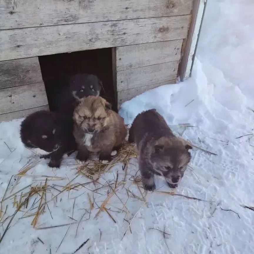 Щенок в добрые руки