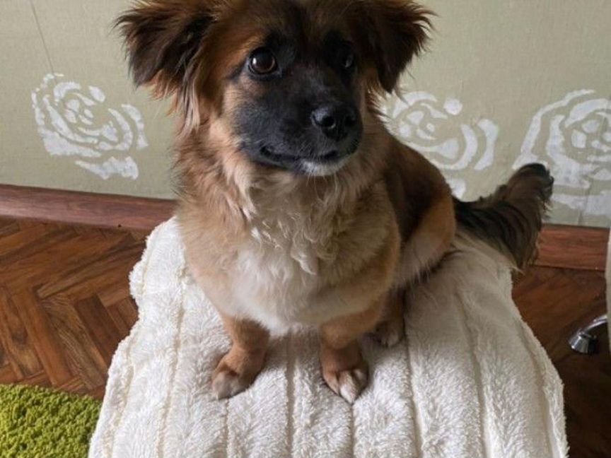 Маленькая собака