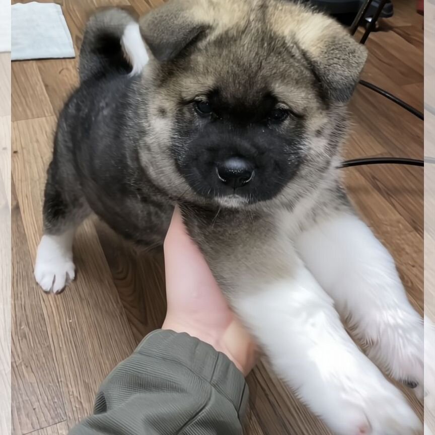 Американская акита, щенок