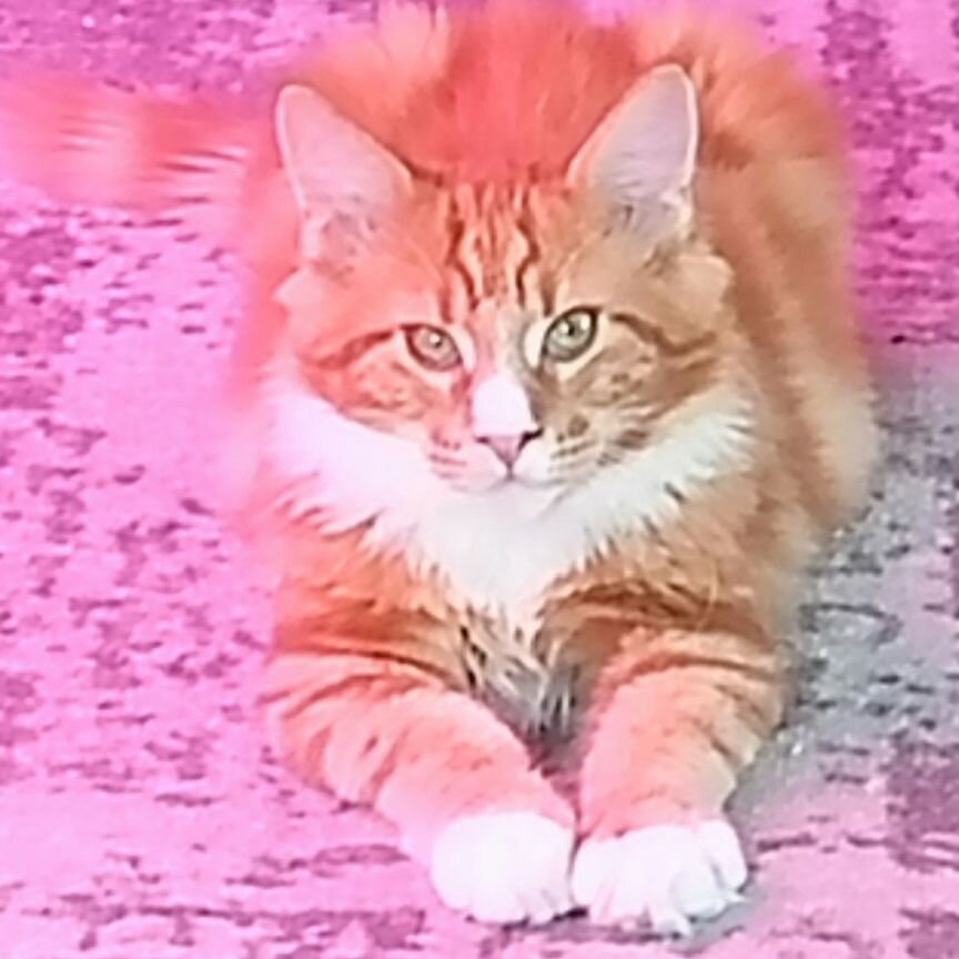 Мейн-кун котёнок