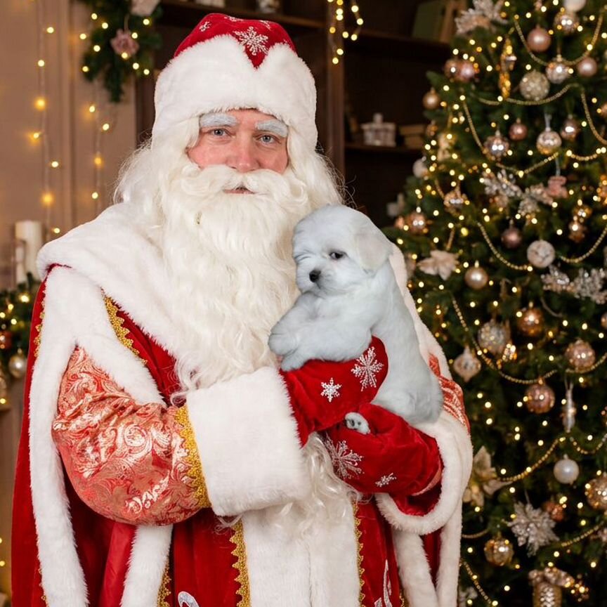 Мальтийская болонка, щенок