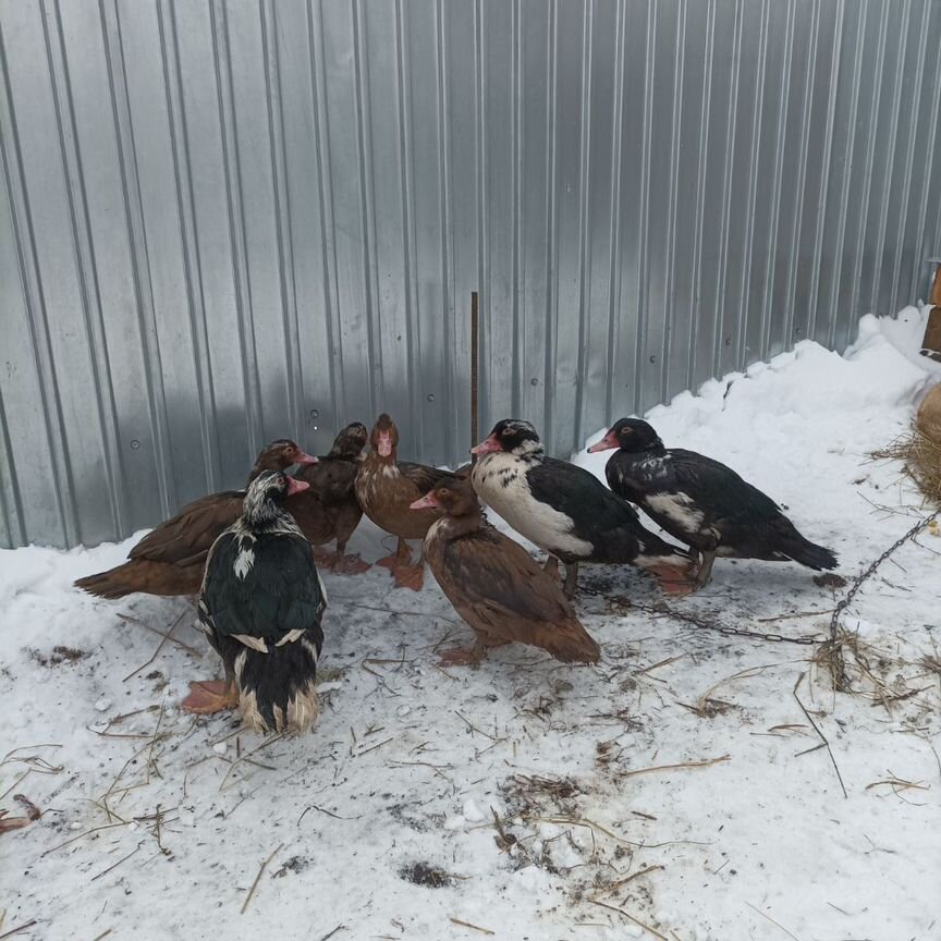 Индоутки молодые