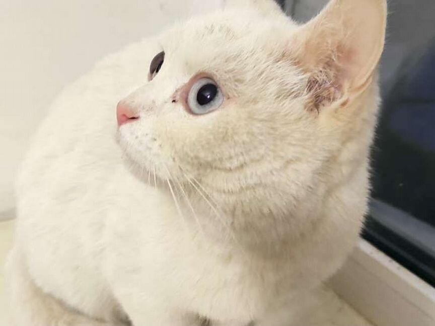 Белая красотка