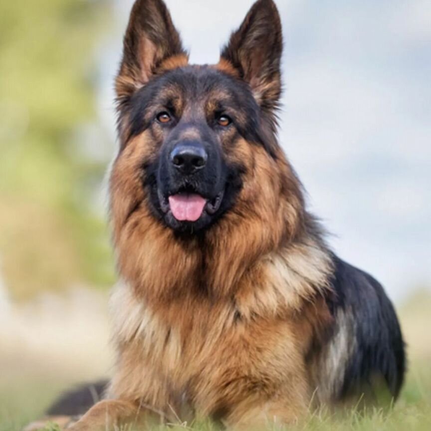 Немецкая овчарка, взрослая собака