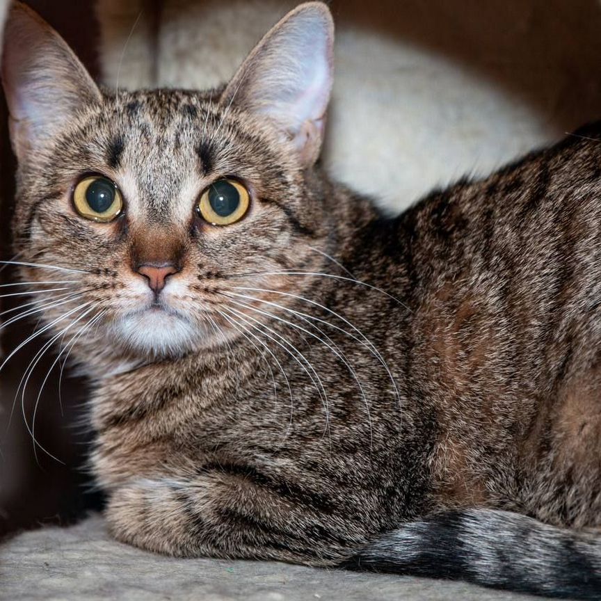 Настоящая полосатая красотка