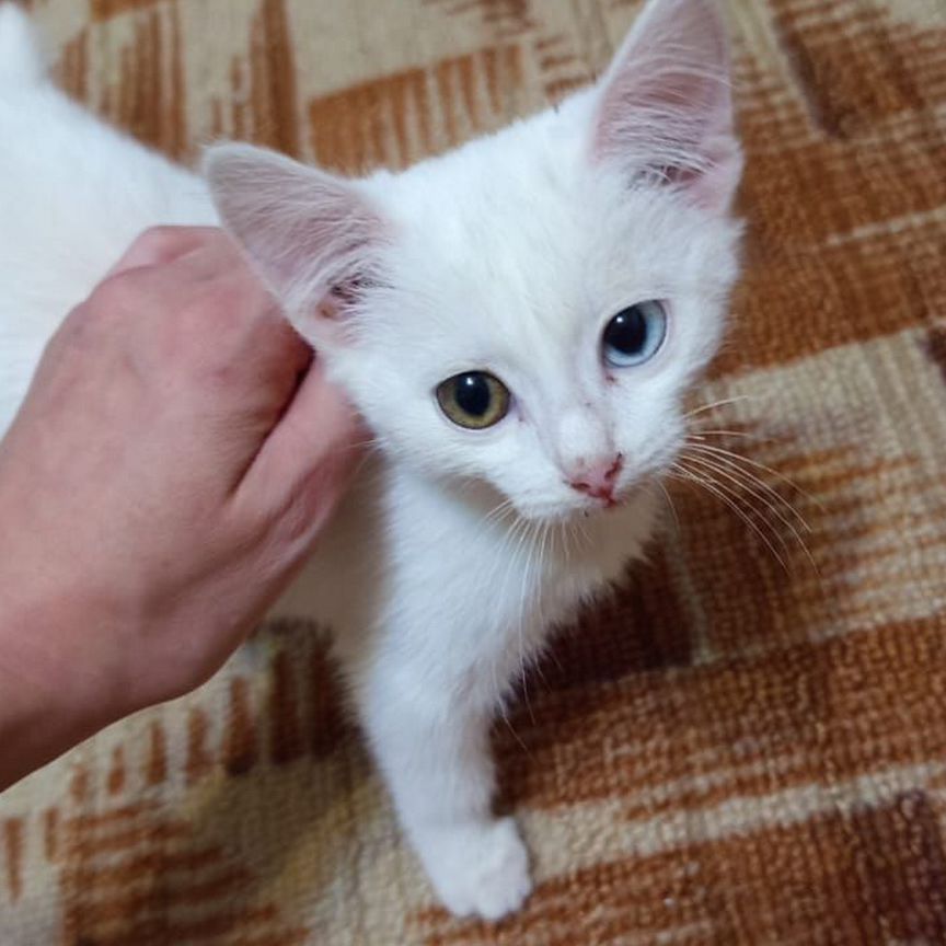 Кошечка као мани, 2 месяца ждет своего хозяина