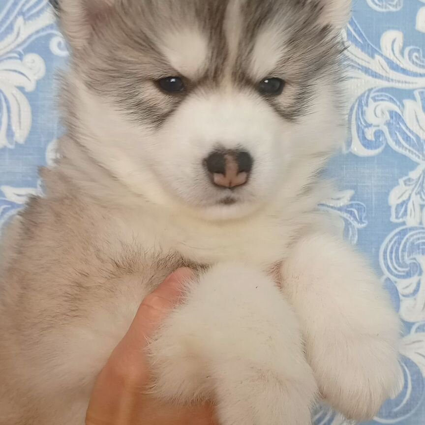 Щенки сибирской хаски