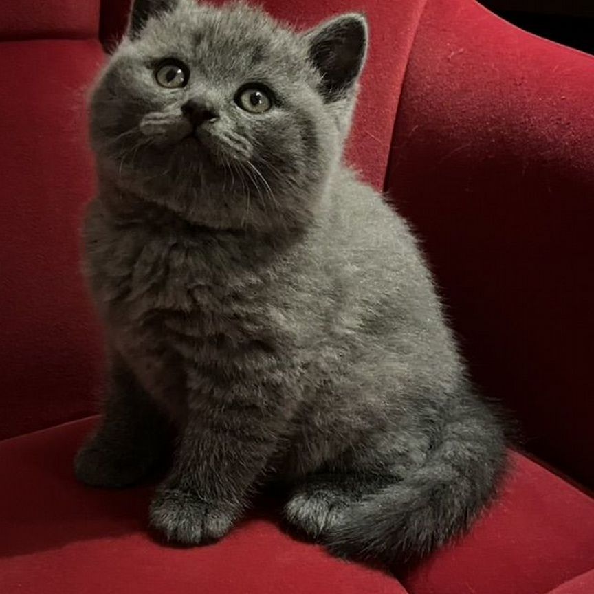 Британские котята