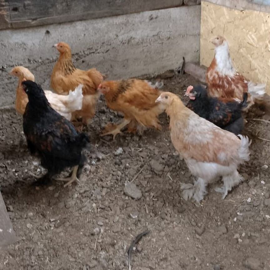 Продам домашних цыплят