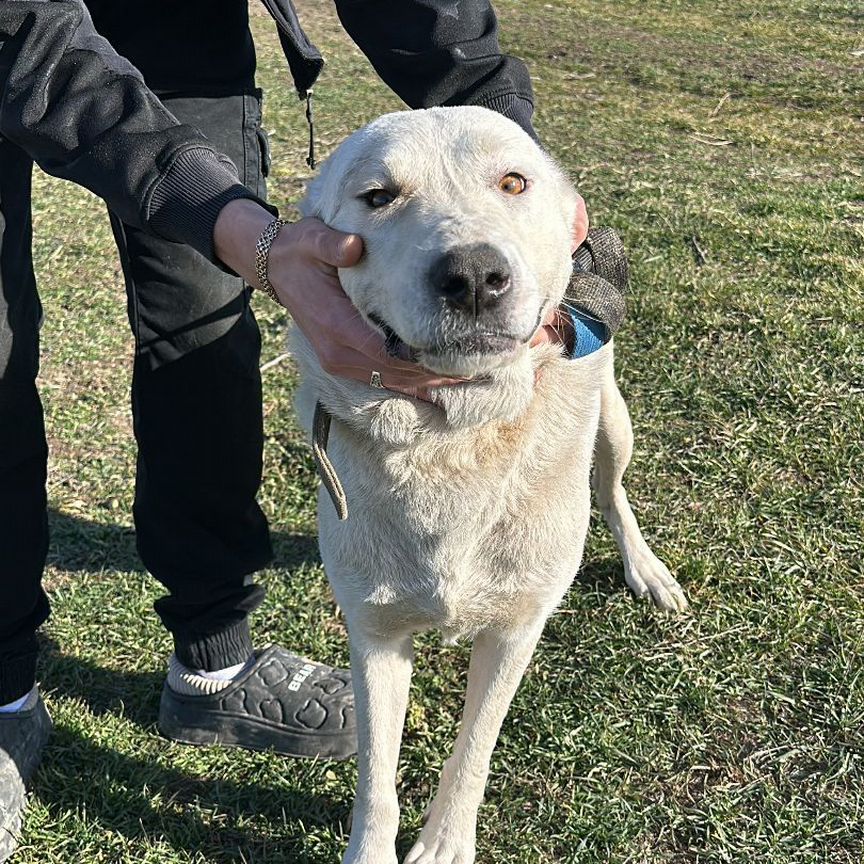 Алабай в заботливые руки