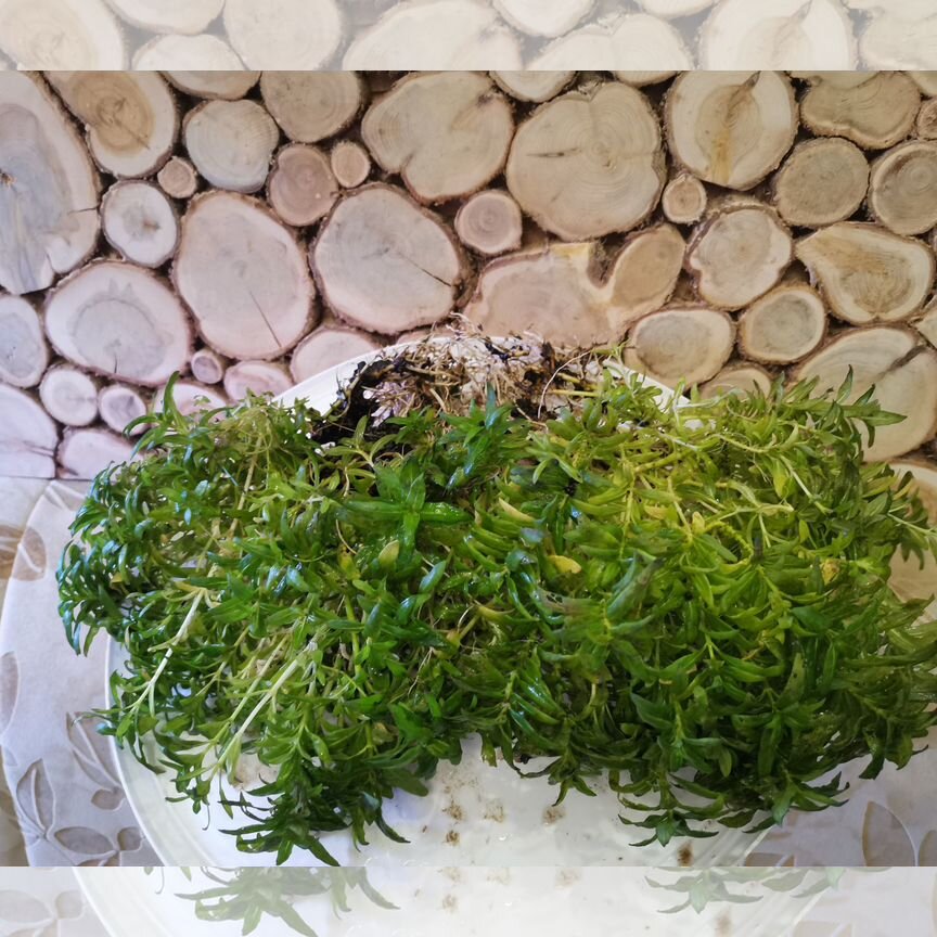 Аквариумное растение куст стаурогин репенс 40 см