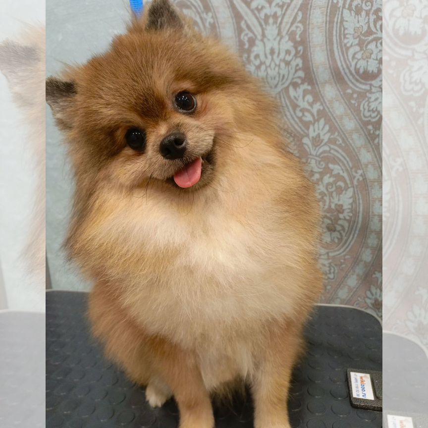 Немецкий шпиц, щенок