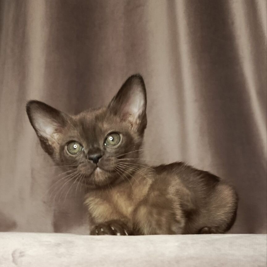 Бурманские котята