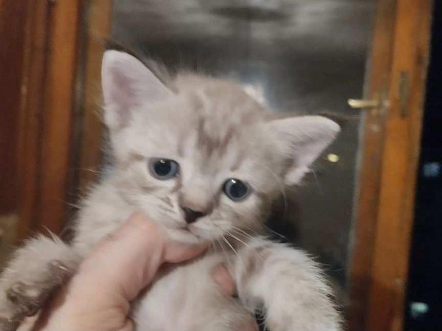 Кошка