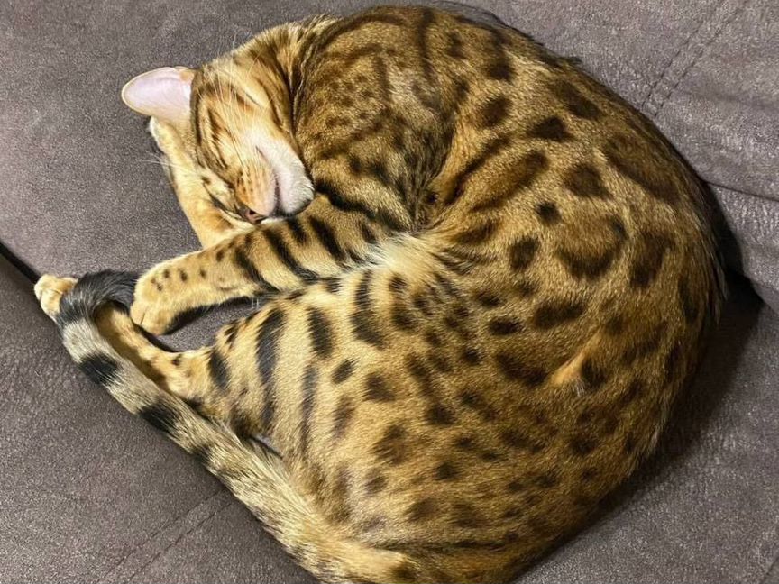 Бенгальские котята