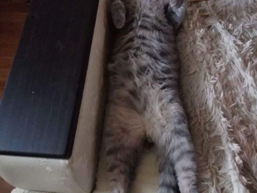 Котята в добрые руки бесплатно мальчик 1 год