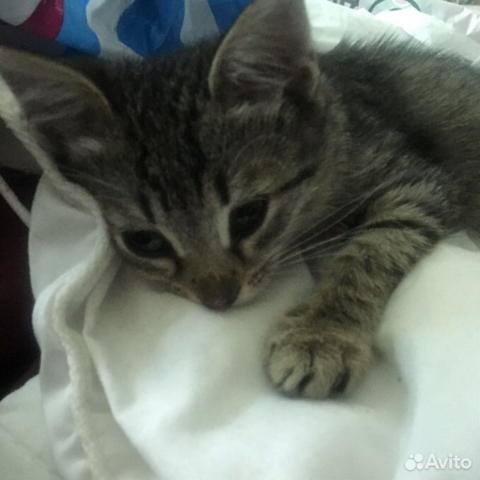 Грустный котёнок