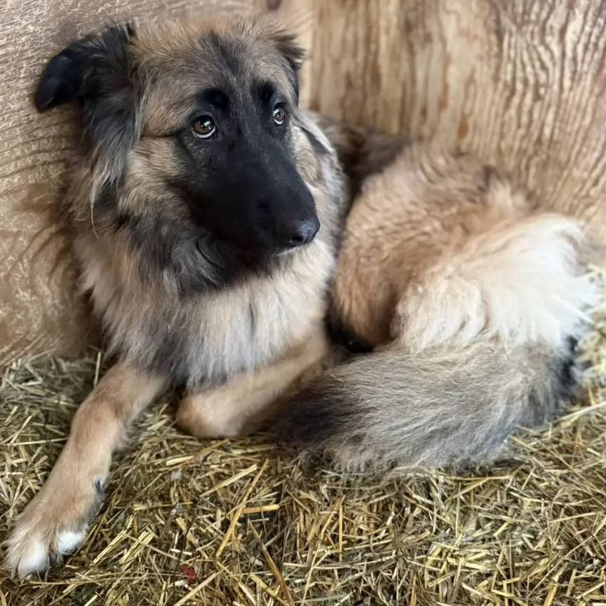 Взрослая собака в добрые руки