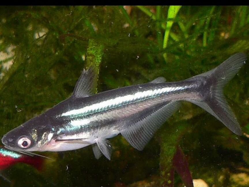 Сом пангасиус