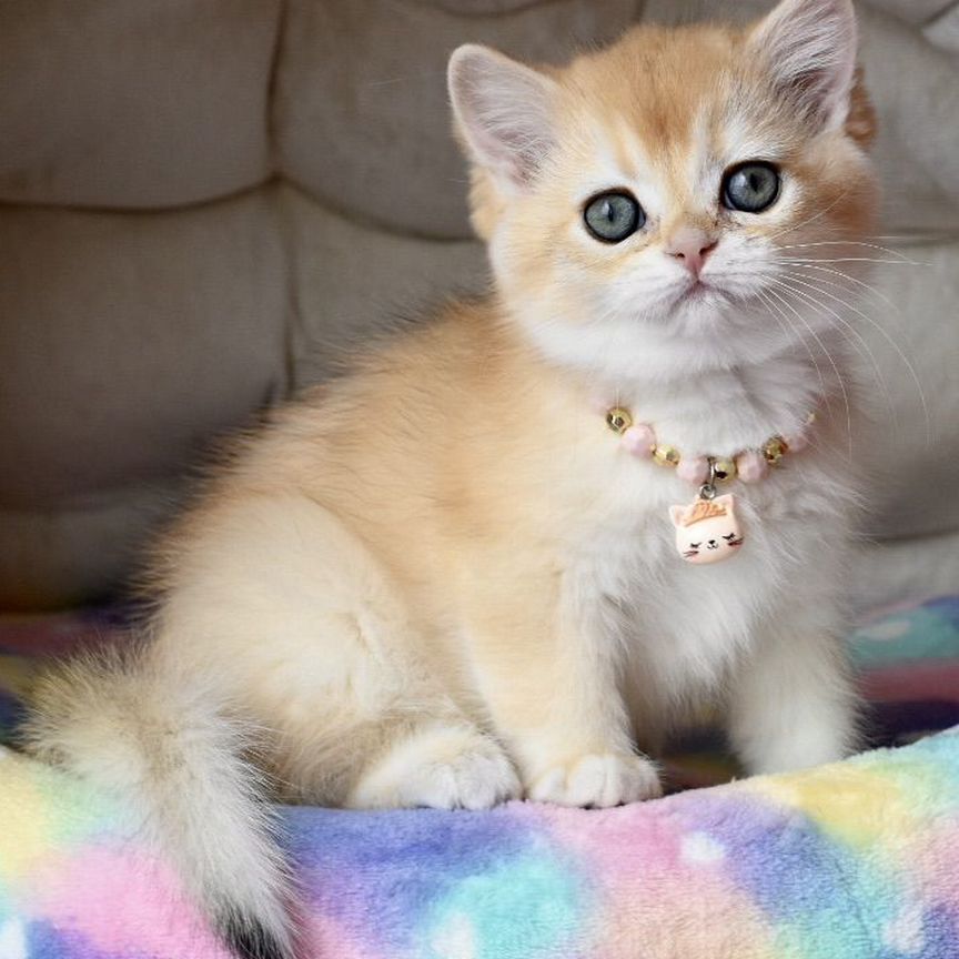 Британский короткошёрстный котёнок