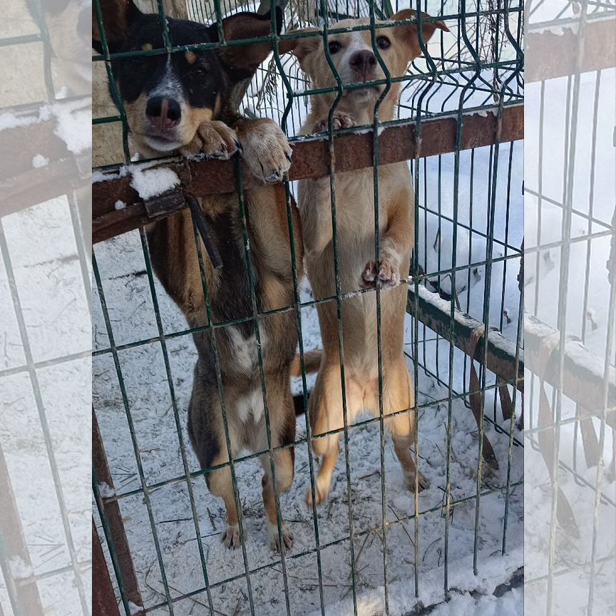 Щенок в добрые руки