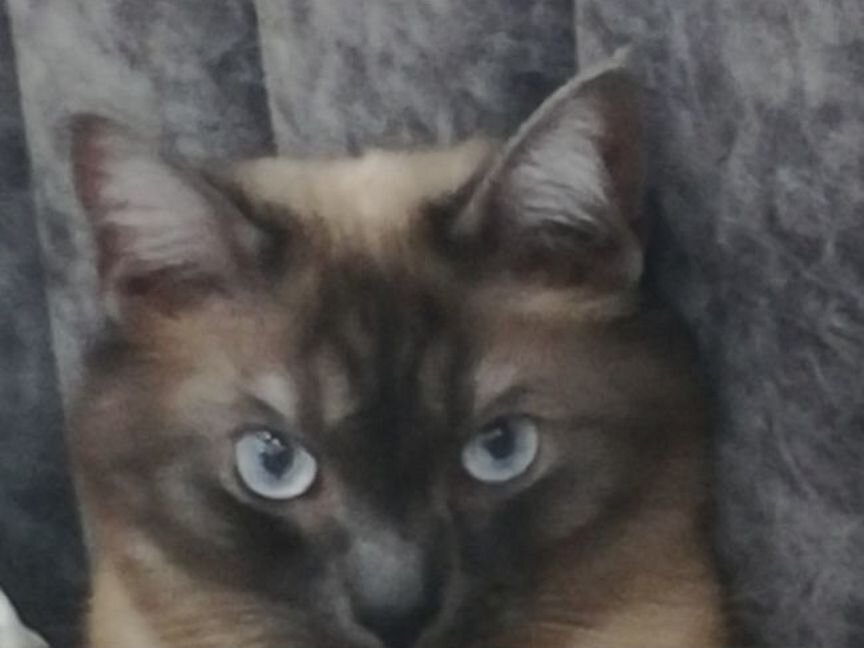 Самый лучший кот тайской породы бесплатно