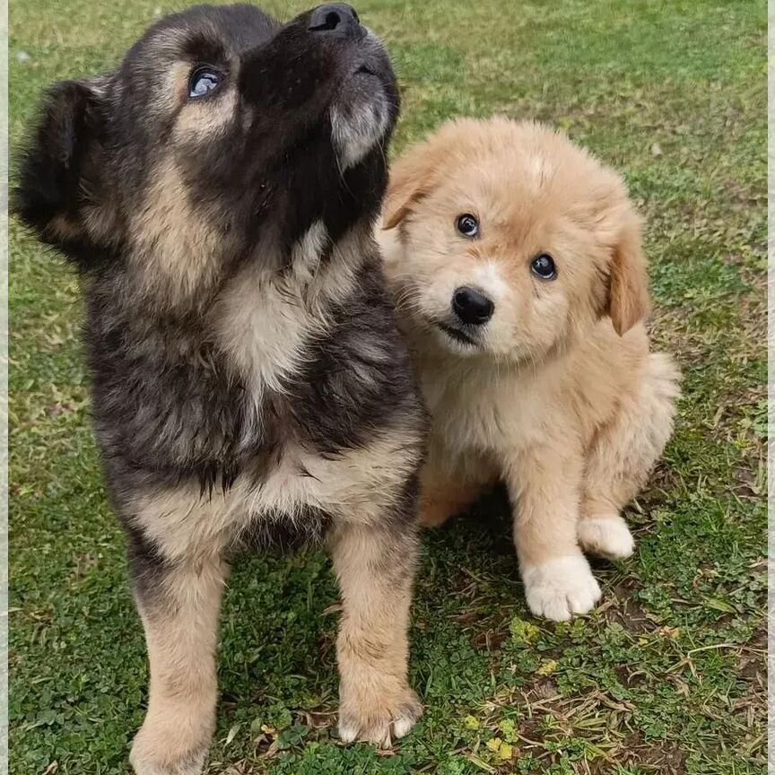 Щенок в добрые руки