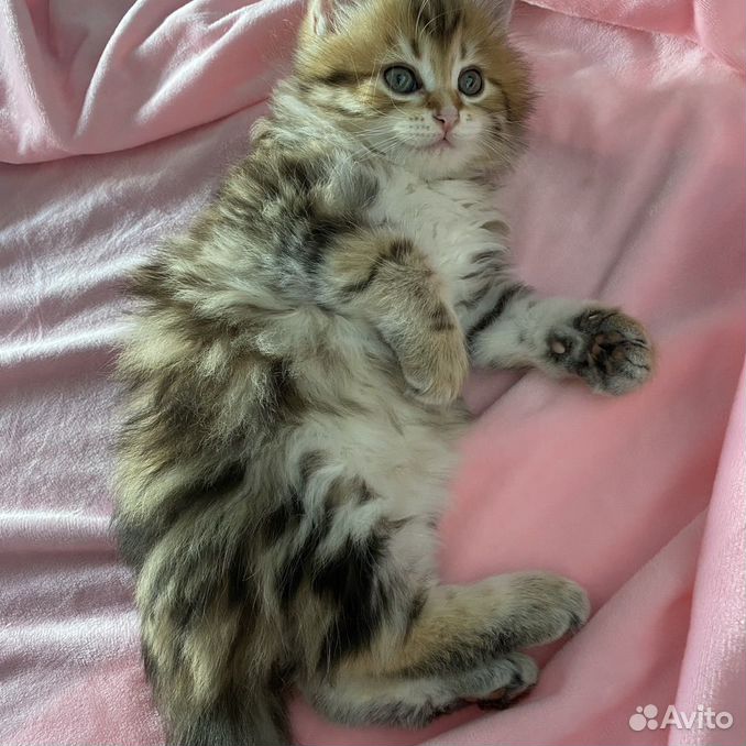 Кошка котенок пушистая
