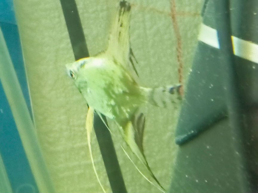 Аквариумные рыбки склярии 2шт