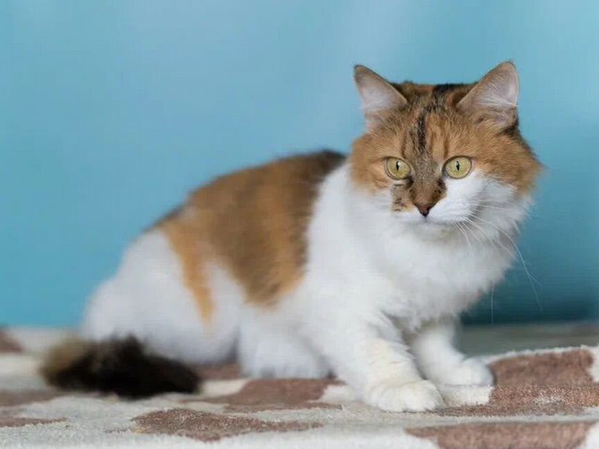 Ласковая кошка в добрые руки