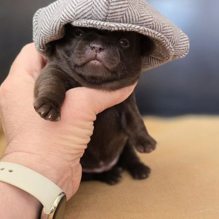 Чихуахуа Шелби