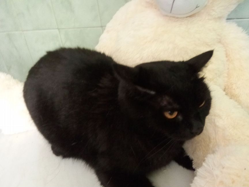 Британский Бомбей