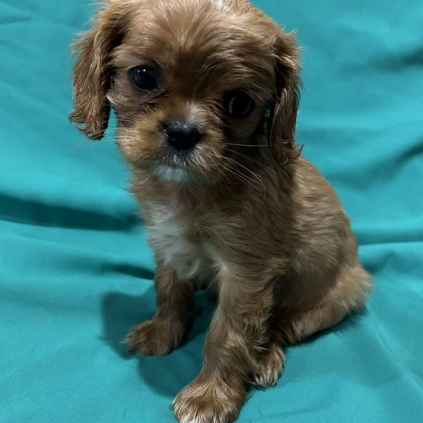 Миниатюрный малыш