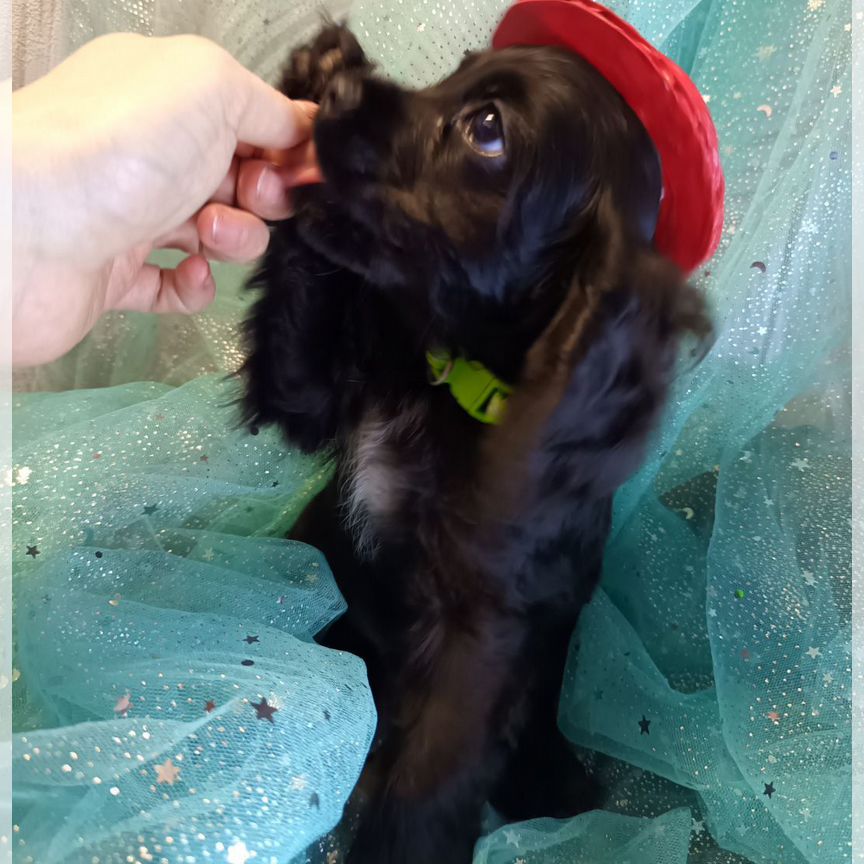 Английский кокер-спаниель, щенок