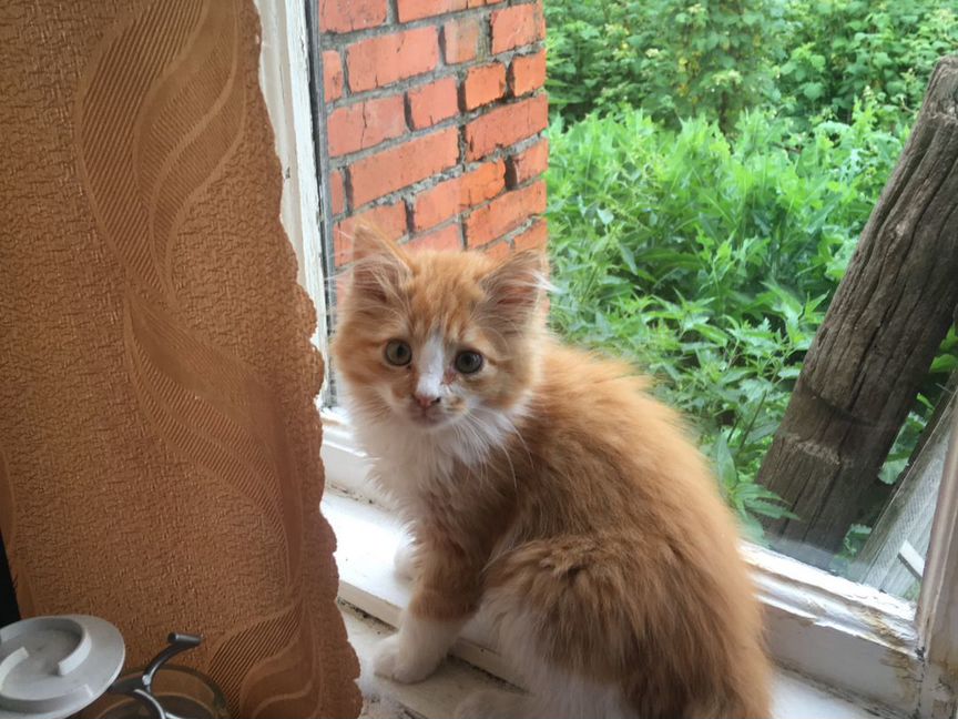 Кошечка 2.5 мес