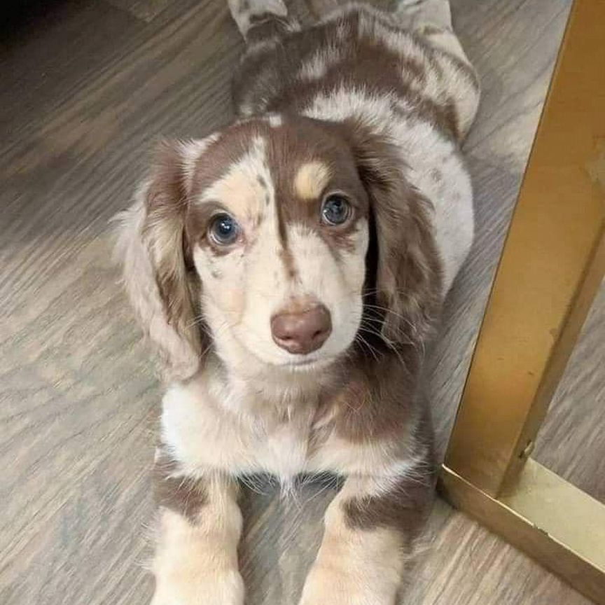 Рисую собачек