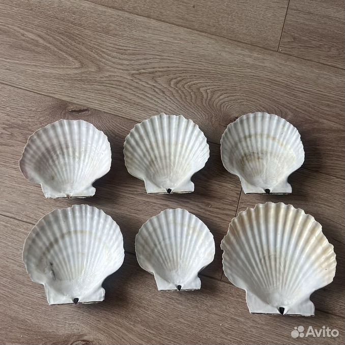 Ракушки морского гребешка