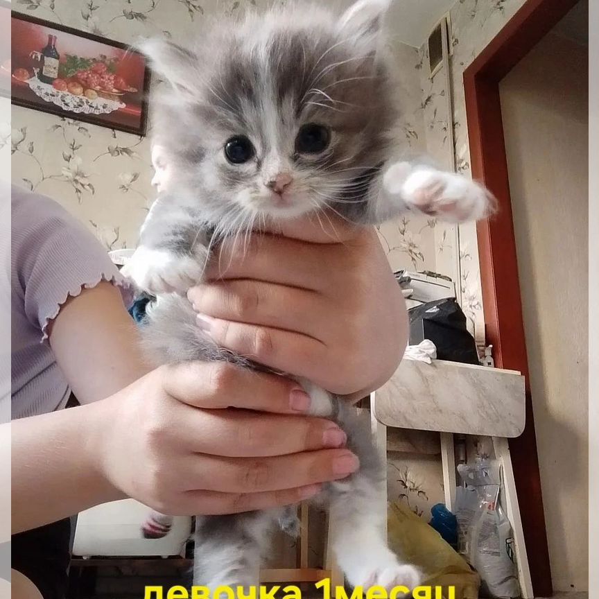 Котёнок в добрые руки