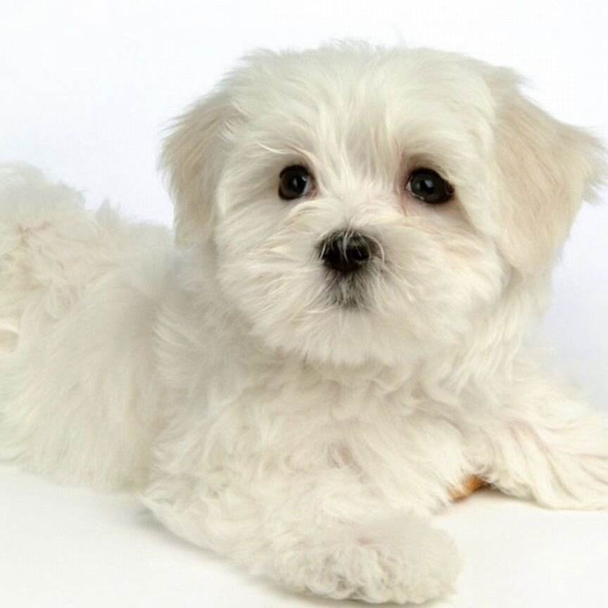 Мальтипу f1 мальчик мини