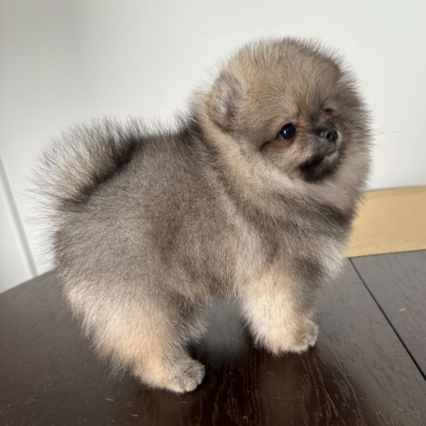 Померанский шпиц тип мишка мини