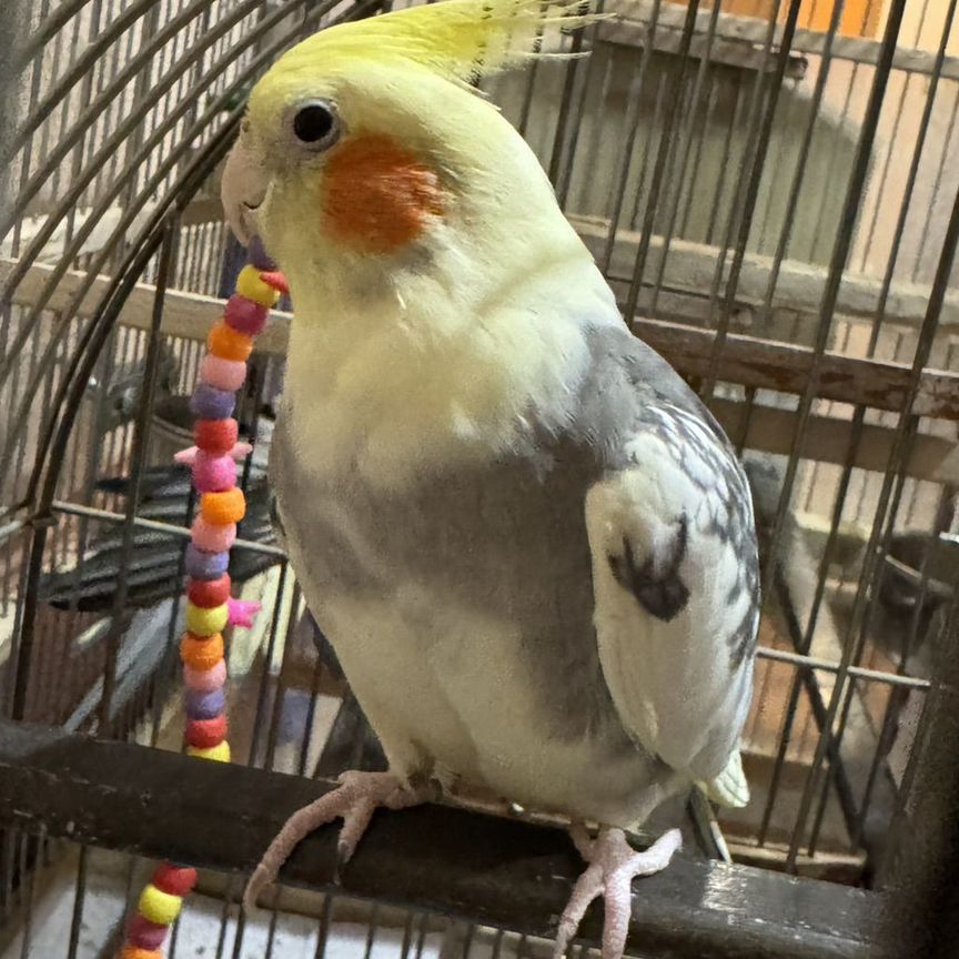 Попугай корелла