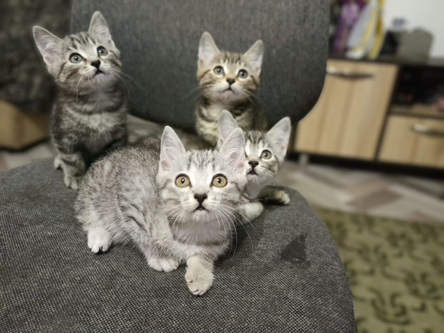 Котята в добрые руки мальчики