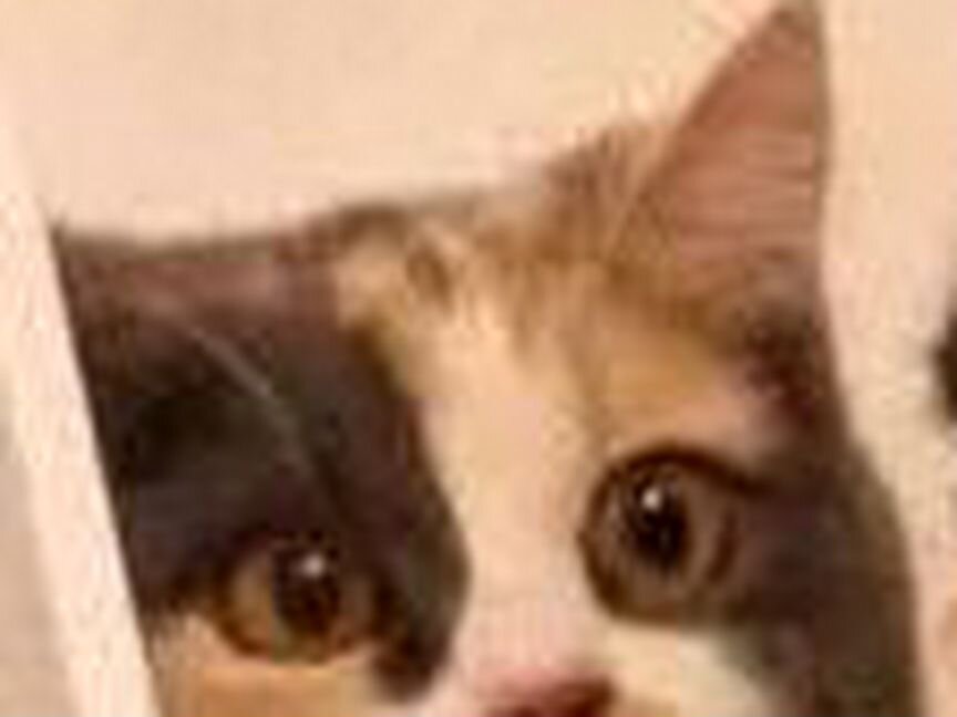 Найдена в юго-западном районе домашняя киса Сайли