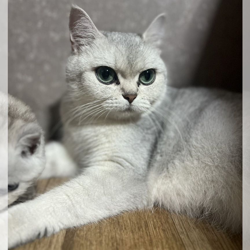 Британские котята шиншилла